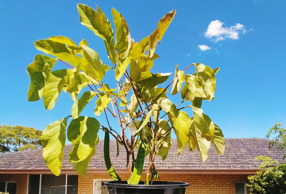 The Magic Bean Plant: Your Ultimate Guide (2023 Edition) – Live Love Bean