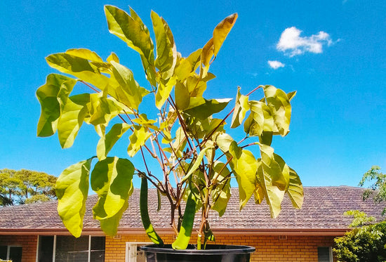The Magic Bean Plant: Your Ultimate Guide (2023 Edition) – Live Love Bean