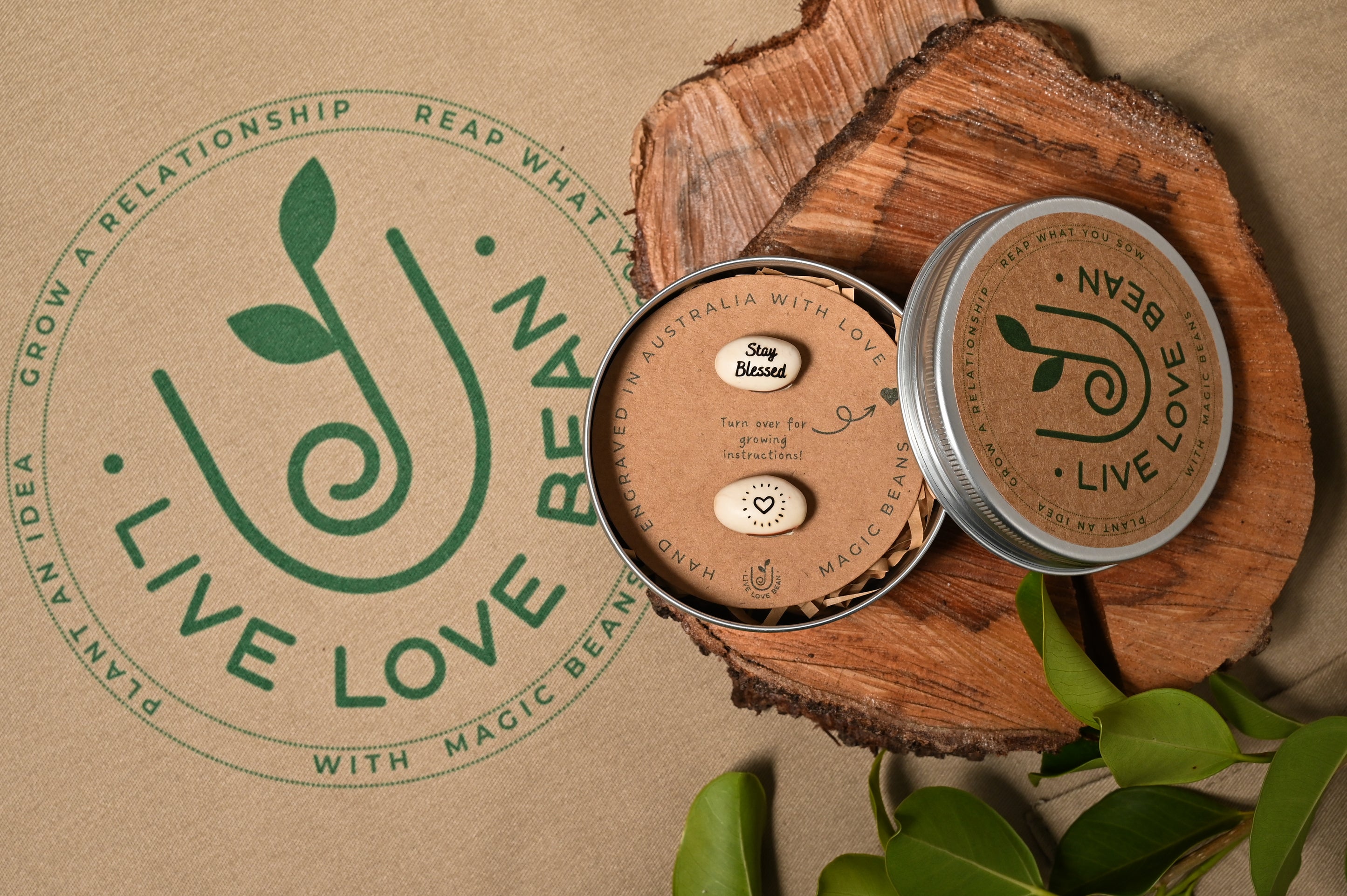 The Magic Bean Plant: Your Ultimate Guide (2023 Edition) – Live Love Bean