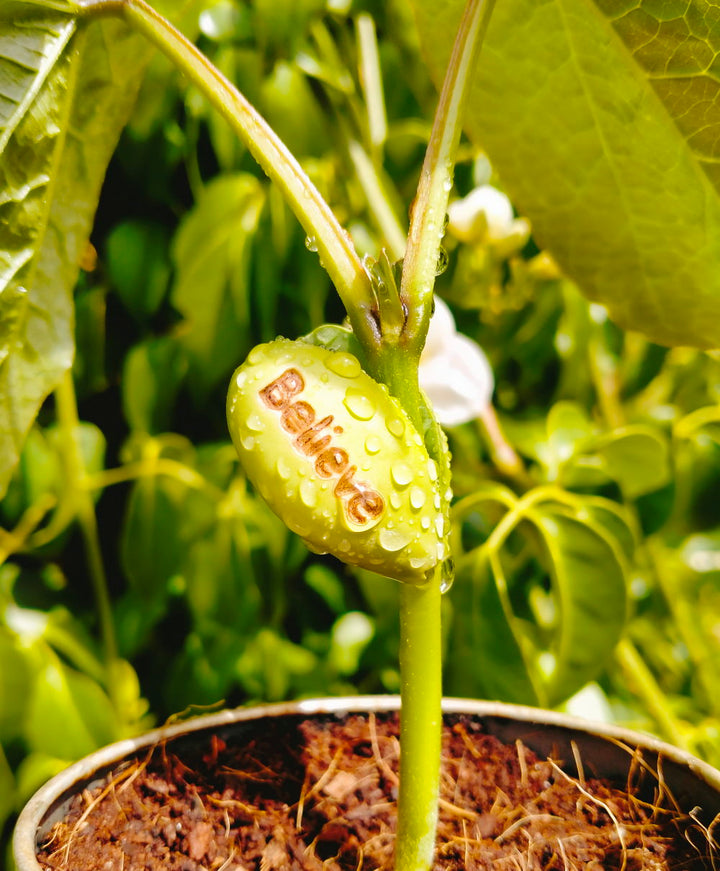 Magic Beans - Unique Gifts & Promotional Products – Live Love Bean