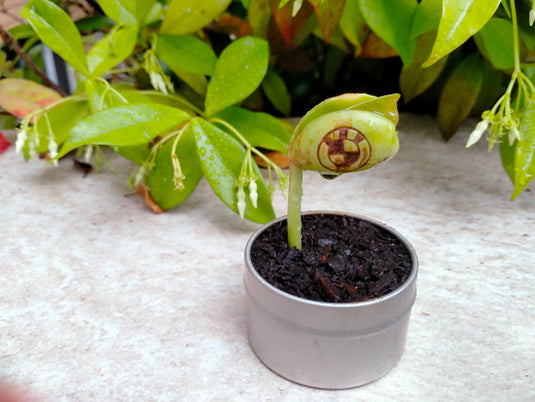 The Magic Bean Plant: Your Ultimate Guide (2023 Edition) – Live Love Bean