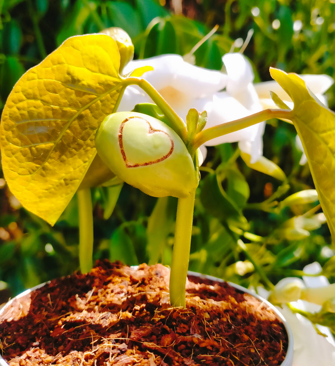 How To Grow A Magic Bean (Best Tips For 2023) – Live Love Bean